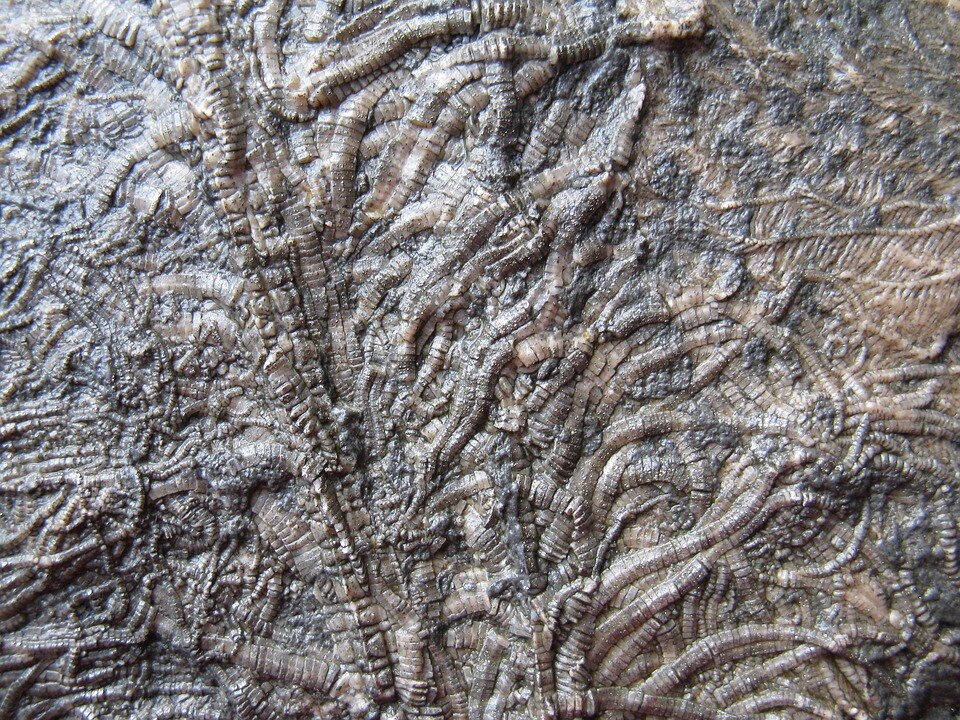 Boring Billion period built 'evolutionary pathways' for life on Earth ...