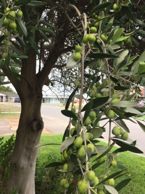 Are the olives on street verges for general consumption? - ABC Perth
