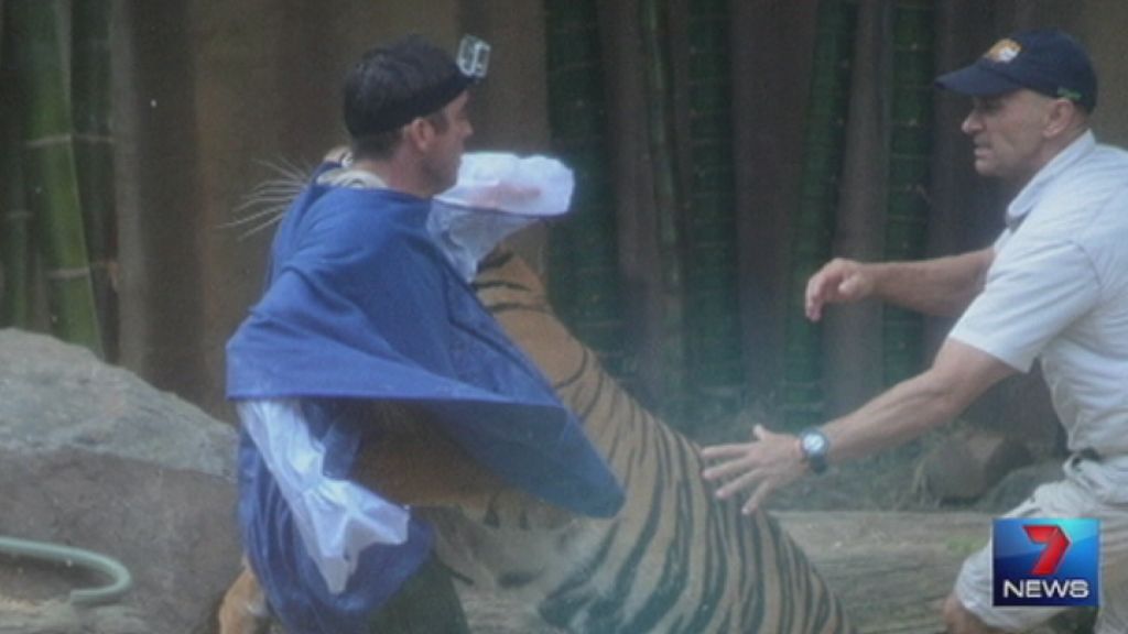 Tiger attack: handler recovering after being mauled at Australia Zoo ...