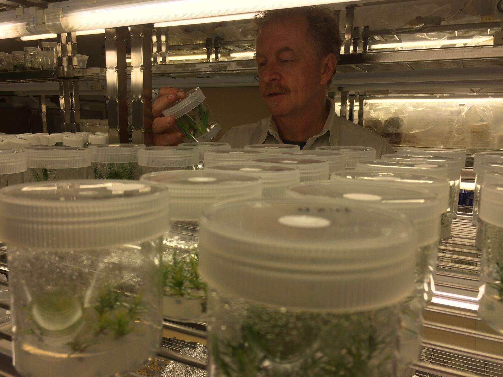Fusing plant cells offers 'mind-blowing opportunities' for native plant ...