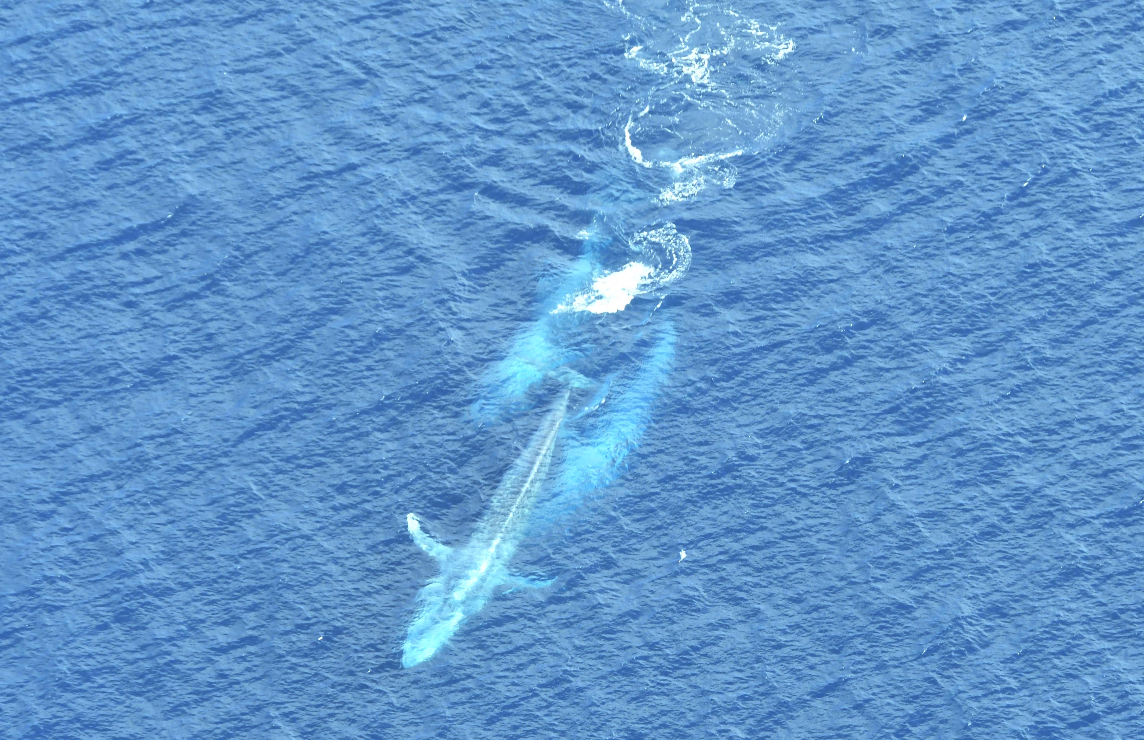 Blue Whale Study spots males racing in rarely seen courtship ritual off ...