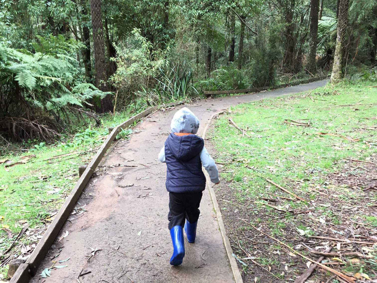 Five child-friendly bushwalking spots close to Melbourne - ABC News
