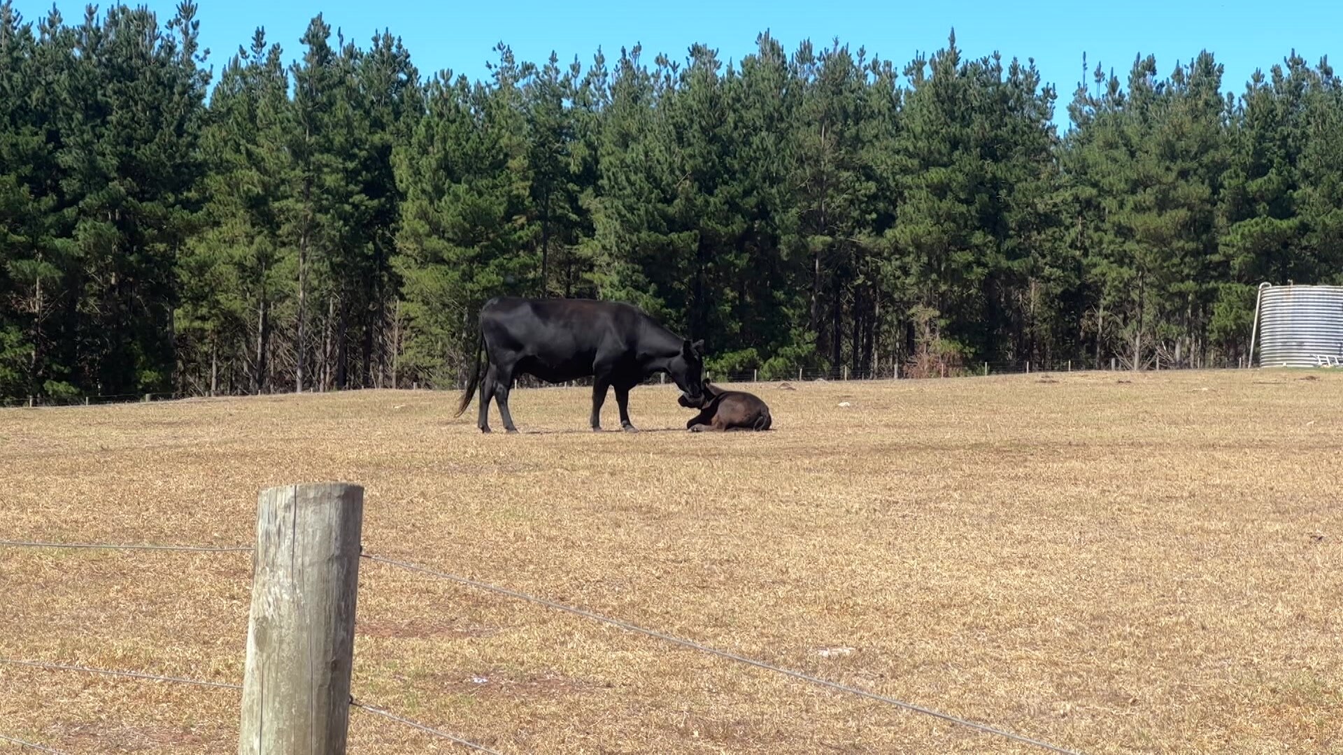 Emergency services rescue calf stuck down a well at Yahl, near Mount ...