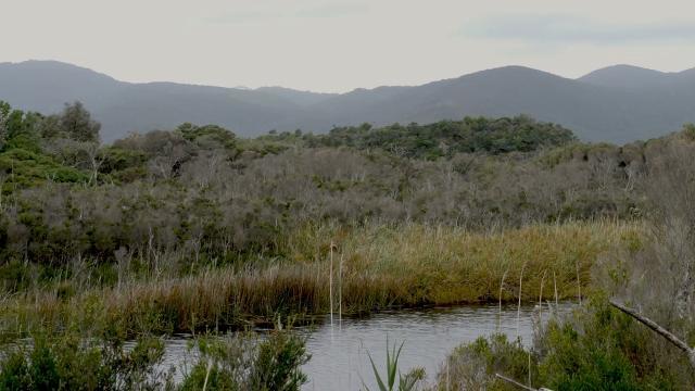 Back Roads Dreaming: The journey of the eels of the Yarra River - ABC ...