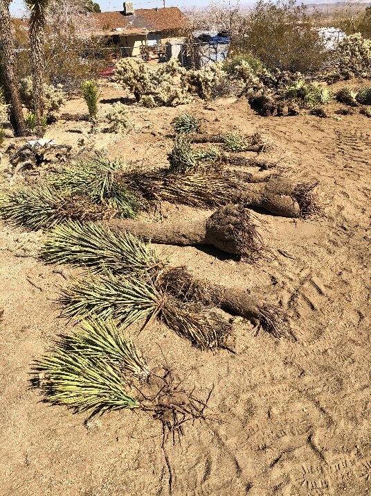 California couple fined $24,000 for destroying 36 Joshua trees to make ...