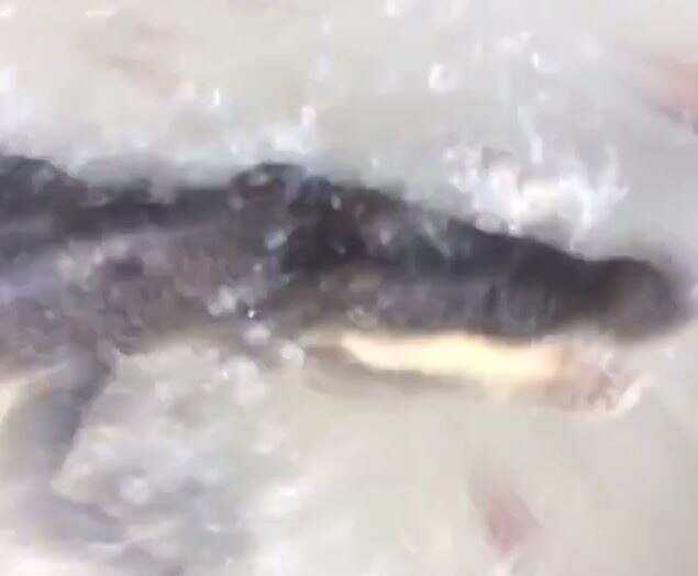 Fact check: Is a person torn to pieces by a crocodile every three ...