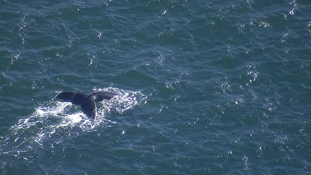 Humpback whale makes its way through Sydney Harbour. - ABC News