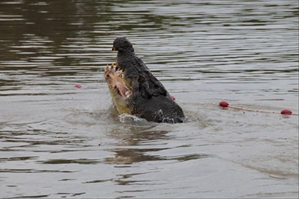 Croc shock as 5m saltie caught in researcher's net - ABC News