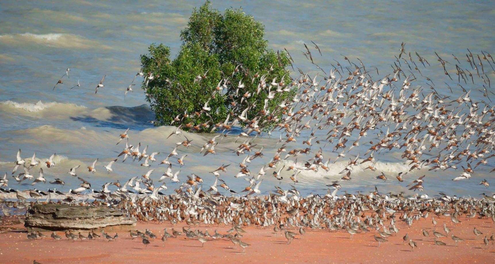 Migratory birds return from long flight, but their rest is being ...