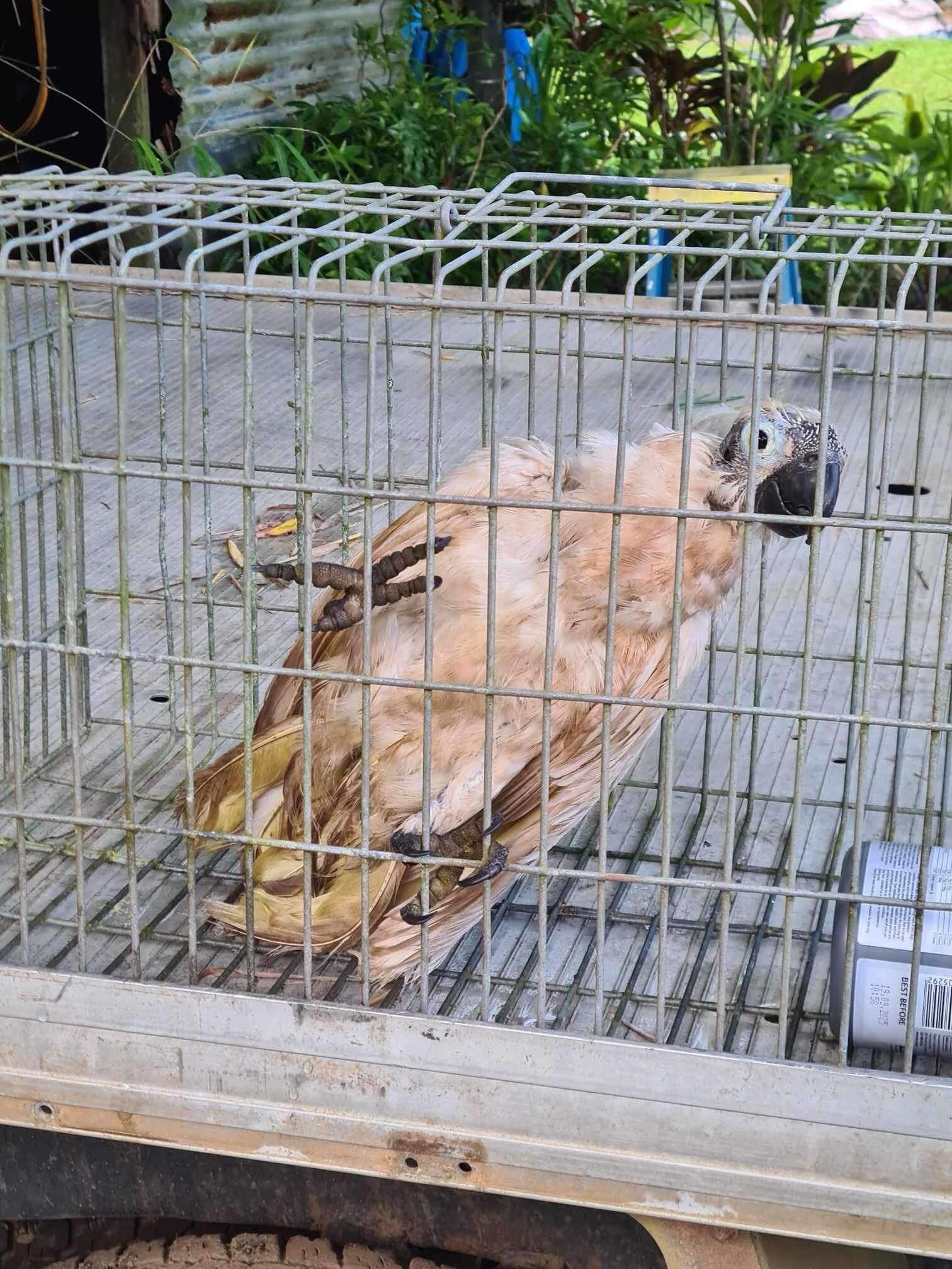 Sick cockatoo sightings spark psittacine beak and feather disease ...