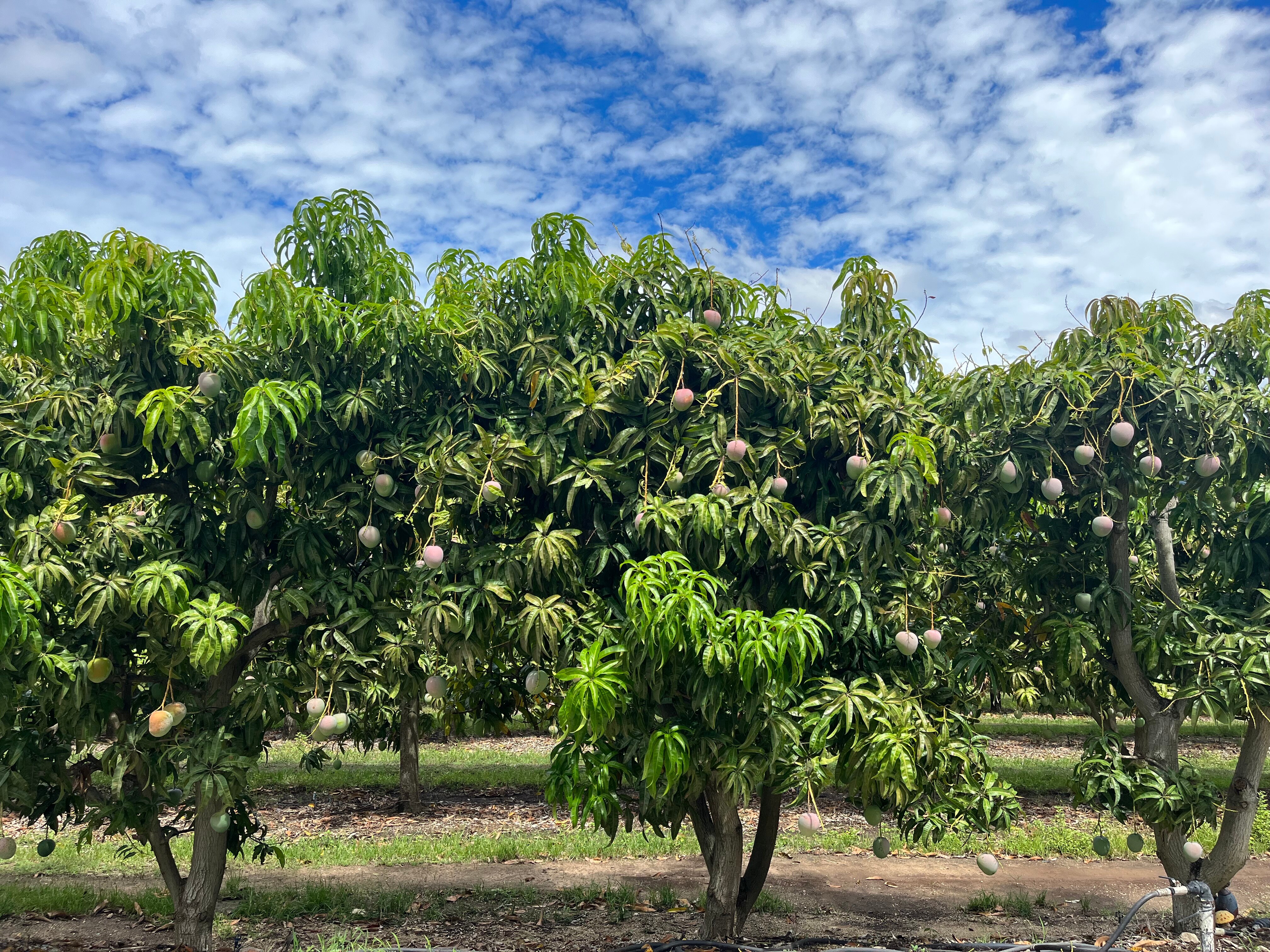 Mango lovers told to prepare for an undersupply of the tropical fruit ...