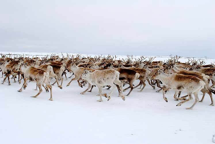 Mining on reindeer land - ABC Radio National