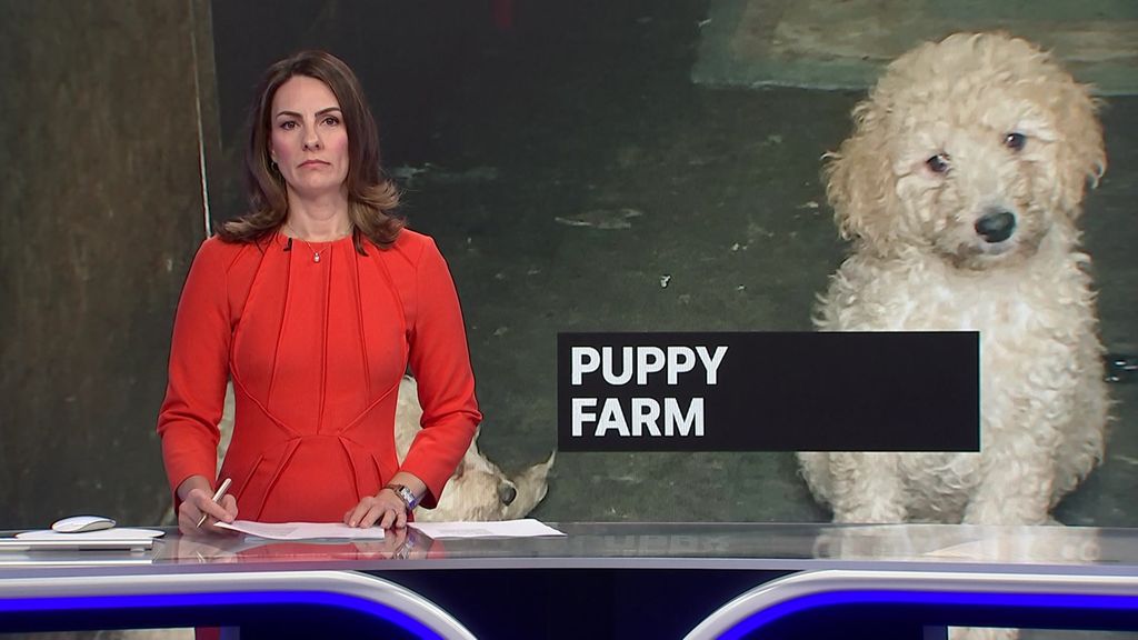 An RSPCA inspector discovered 39 dogs living in squalid conditions in a ...