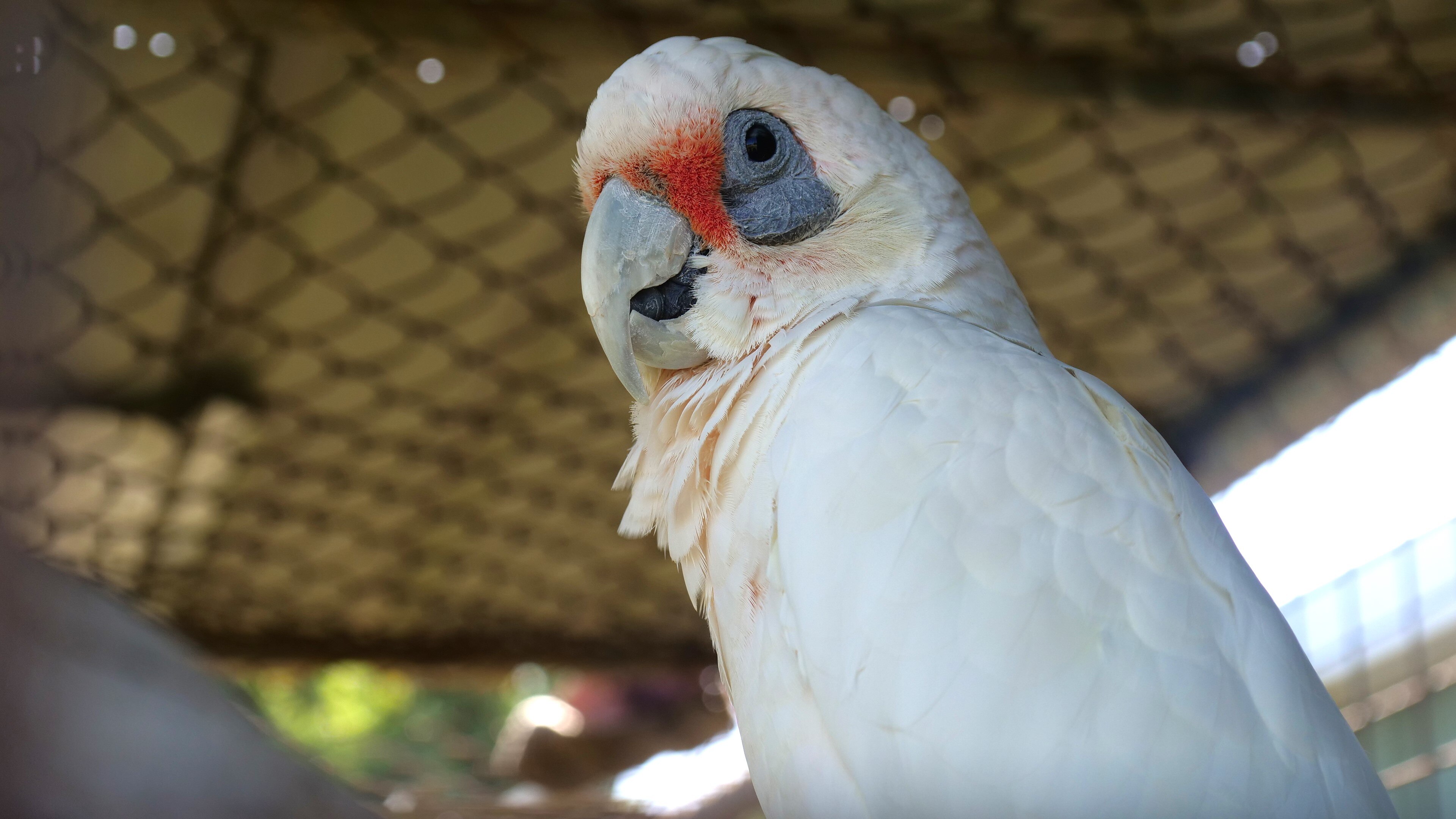 Charlie the cockatoo has plenty of advice for players at Geraldton ...