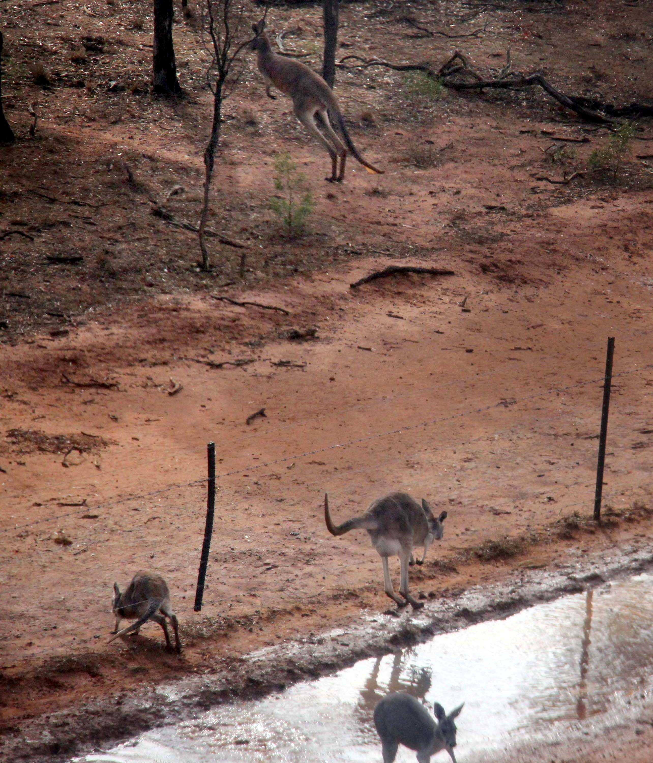 Qld graziers call for roo cull as numbers jump - ABC listen