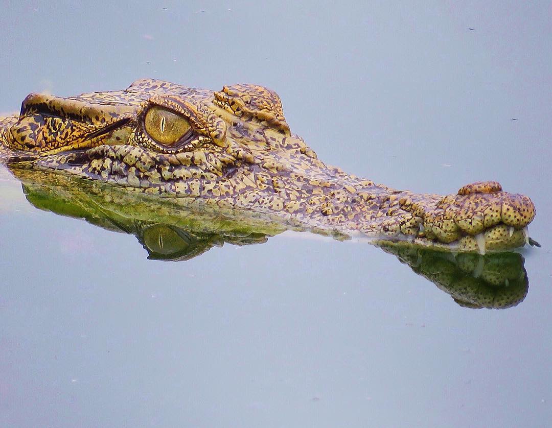 How climate change impacts crocodiles - ABC listen
