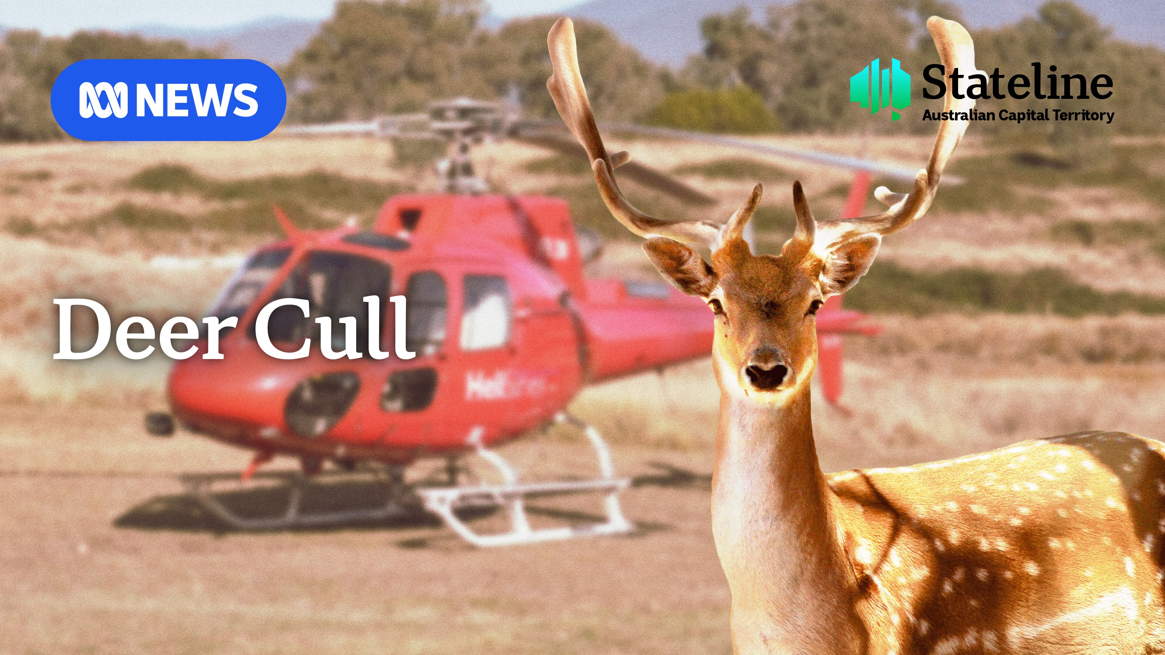 Thermal imaging helps aerial shooters cull feral deer - ABC News