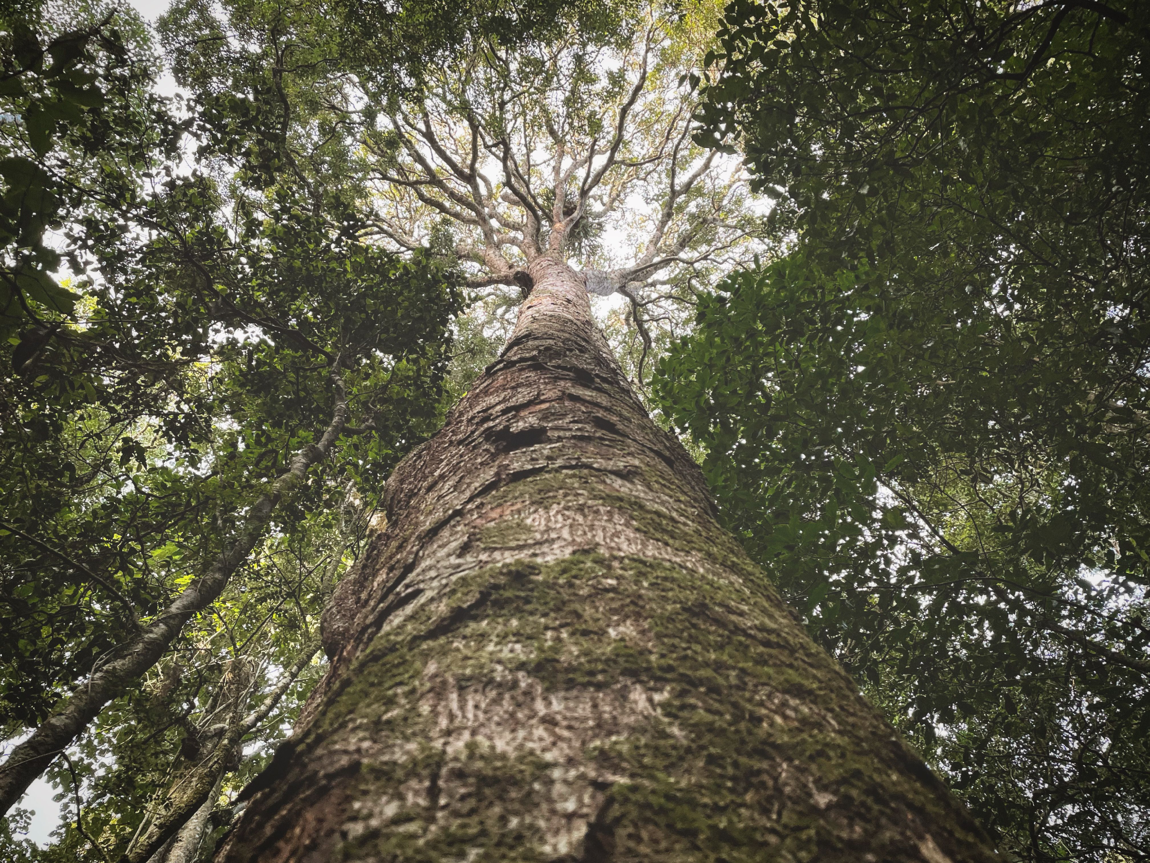 Australian rainforests emitting carbon dioxide new research shows - ABC ...