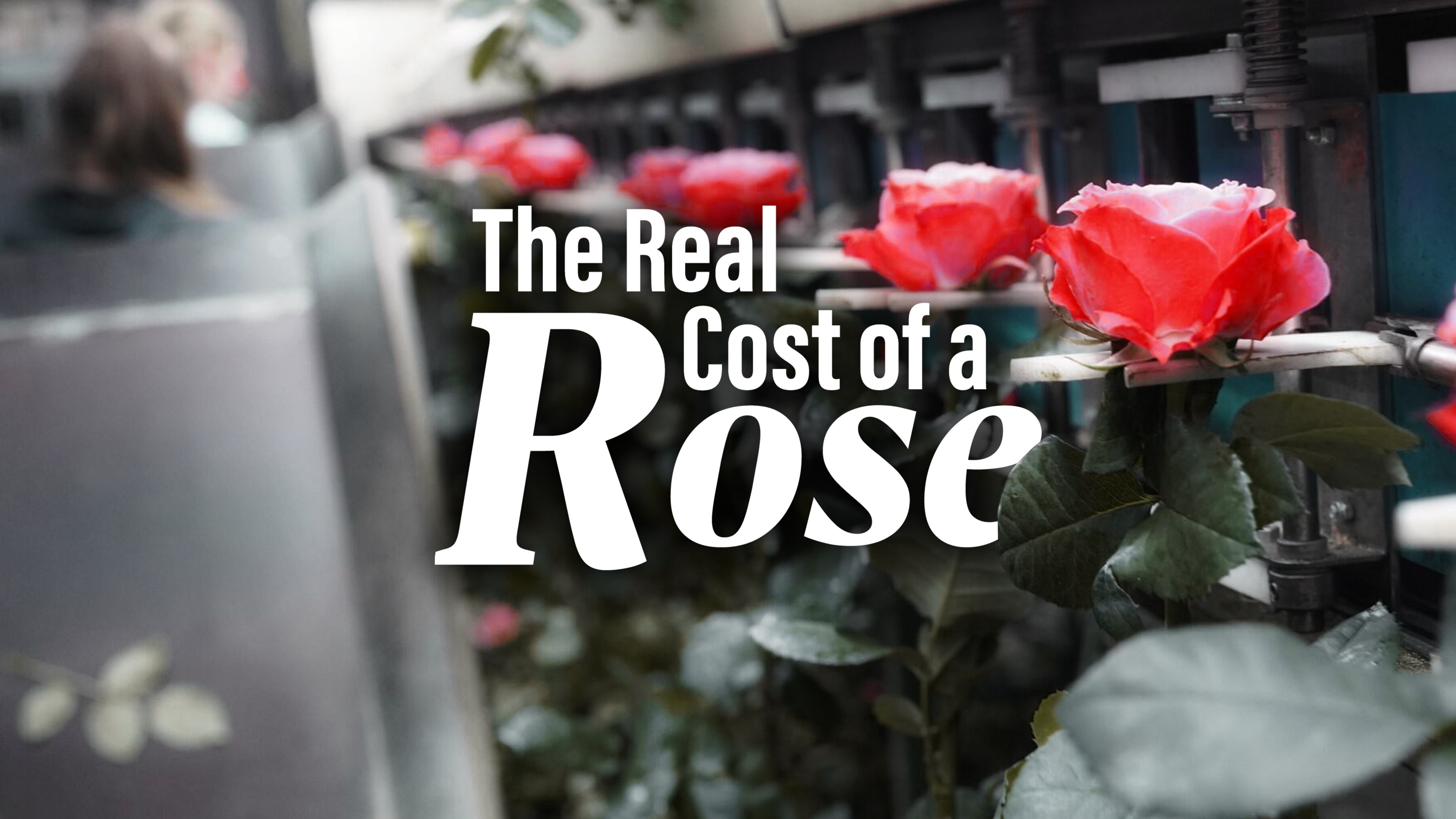 The Real Cost of a Rose - ABC Content Sales
