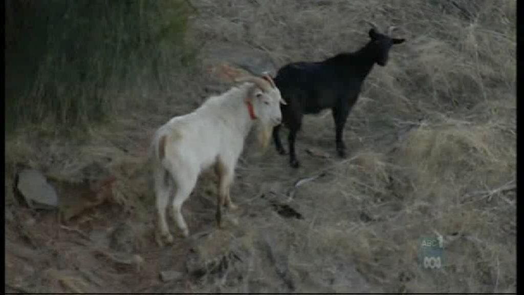 800 feral goats dead after truck crash - ABC News