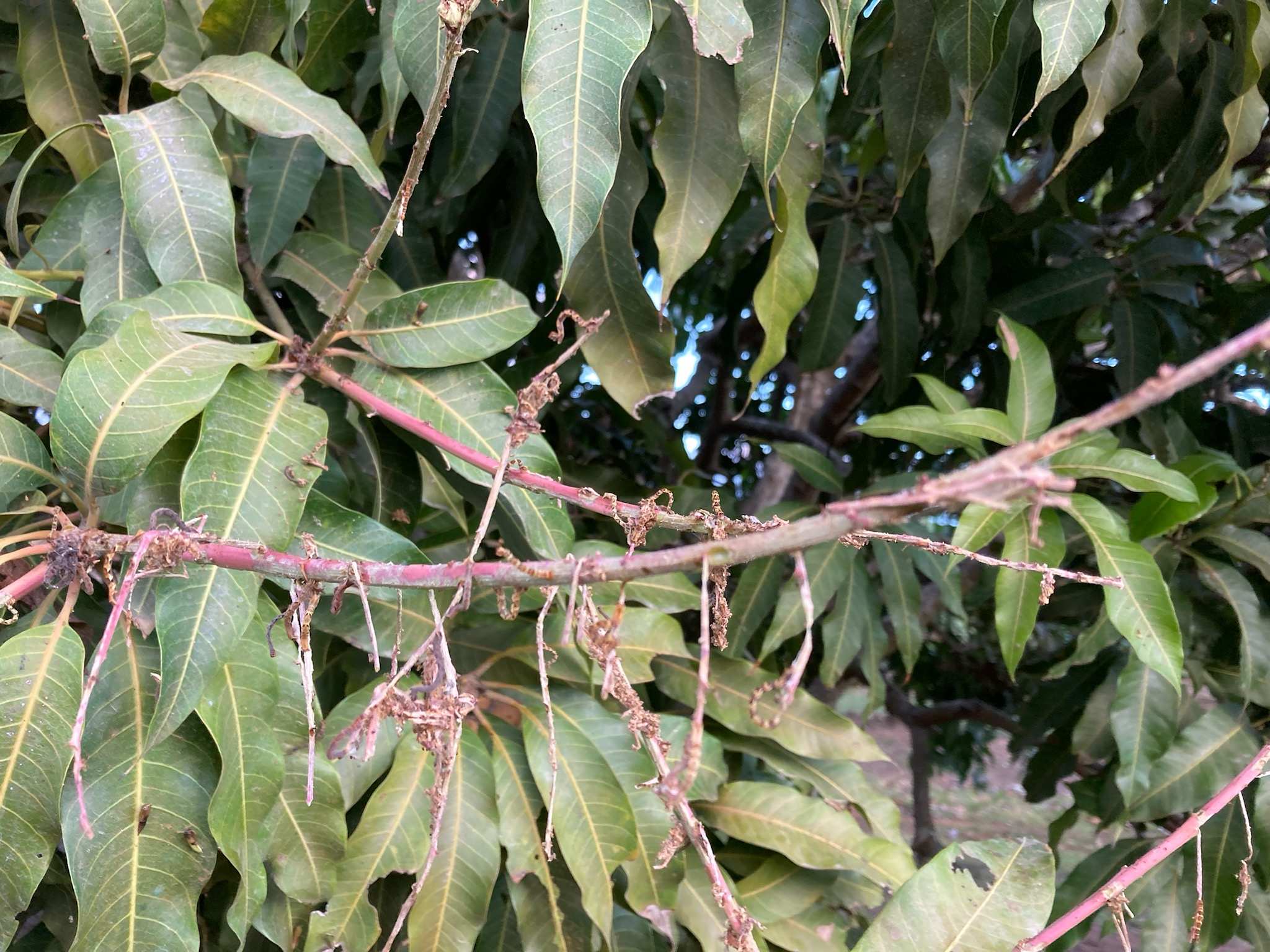 NT Country Hour - ABC listen