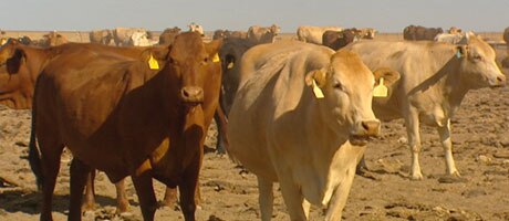 Queensland's new cattle tick line abolishes control zones - ABC News