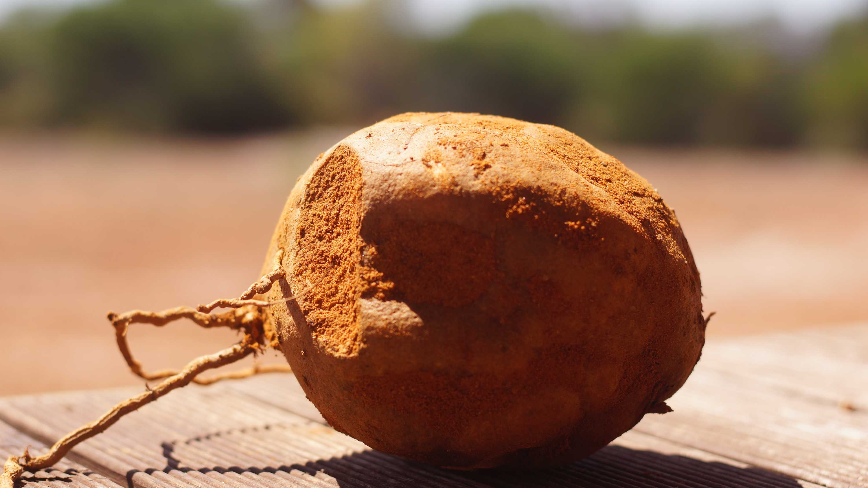 Farmers in WA banking on native vegetables becoming Australian staple ...