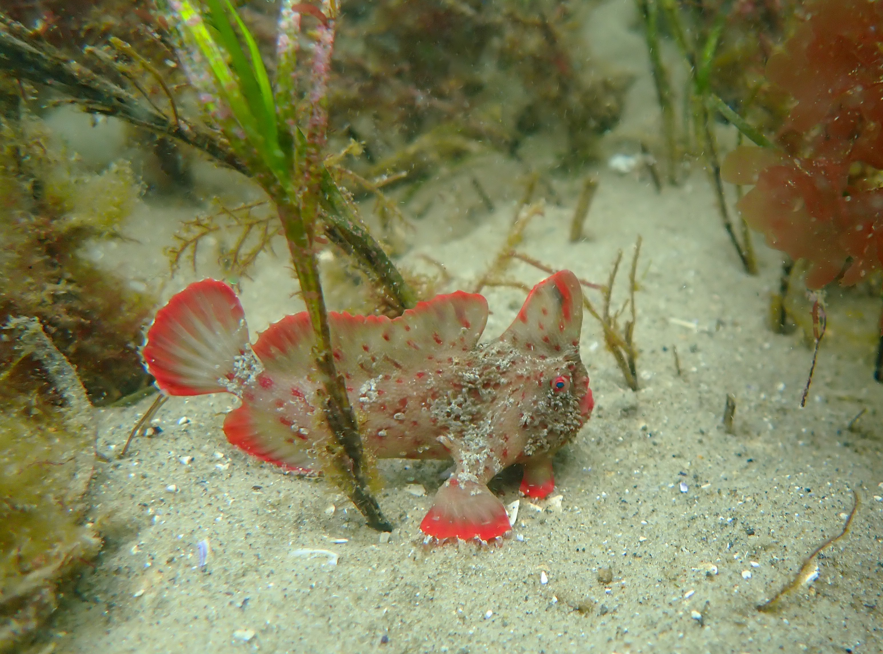 Rare red handfish returned to Tasmanian wild after riding out marine ...