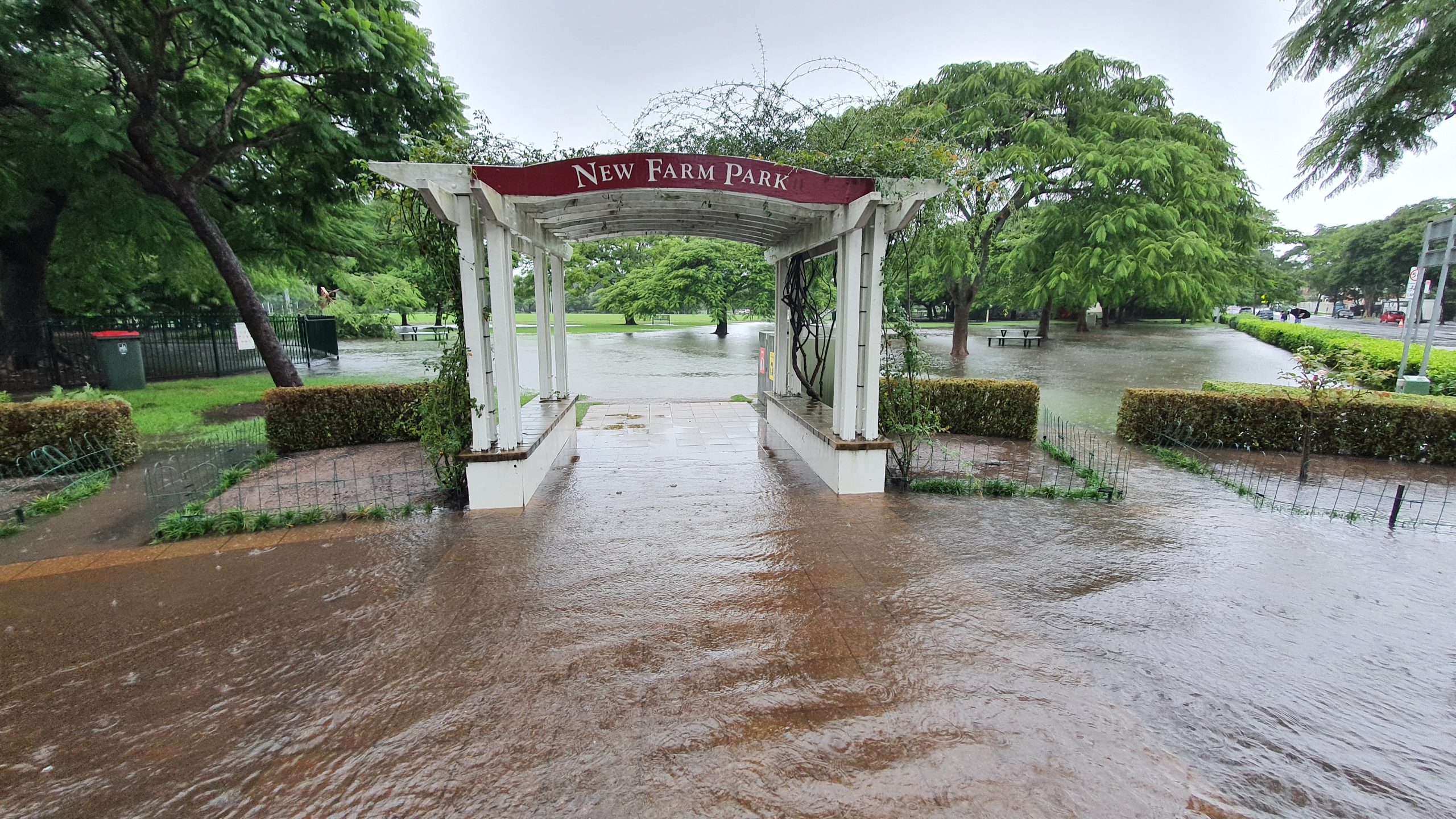 New Farm Park's century-old rose garden springs to life despite soggy ...