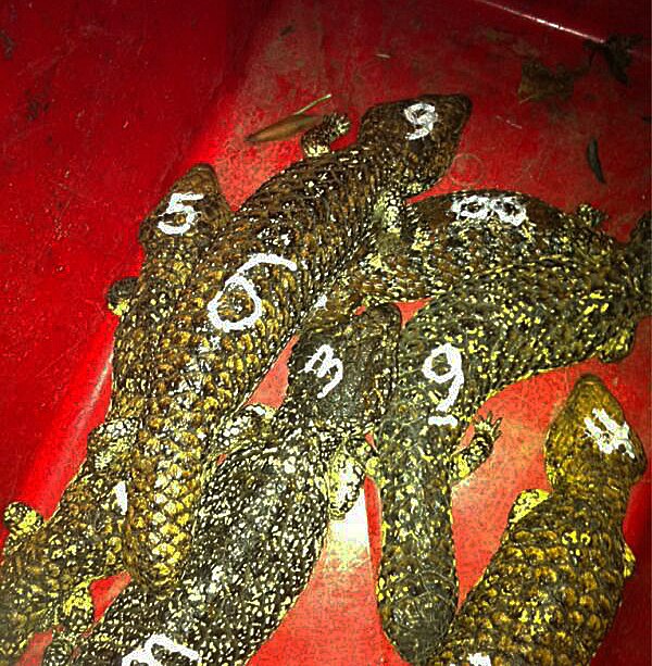 Lizard racing lands Sports Minister in hot water - ABC News