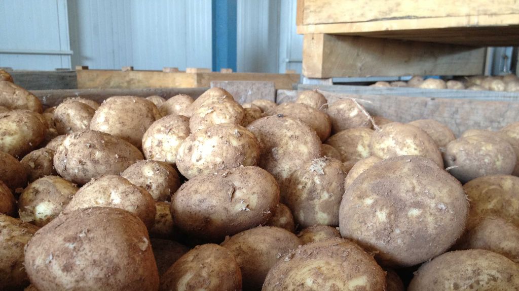 Tasmanian potato factory proposal sparks asbestos fears for nearby ...
