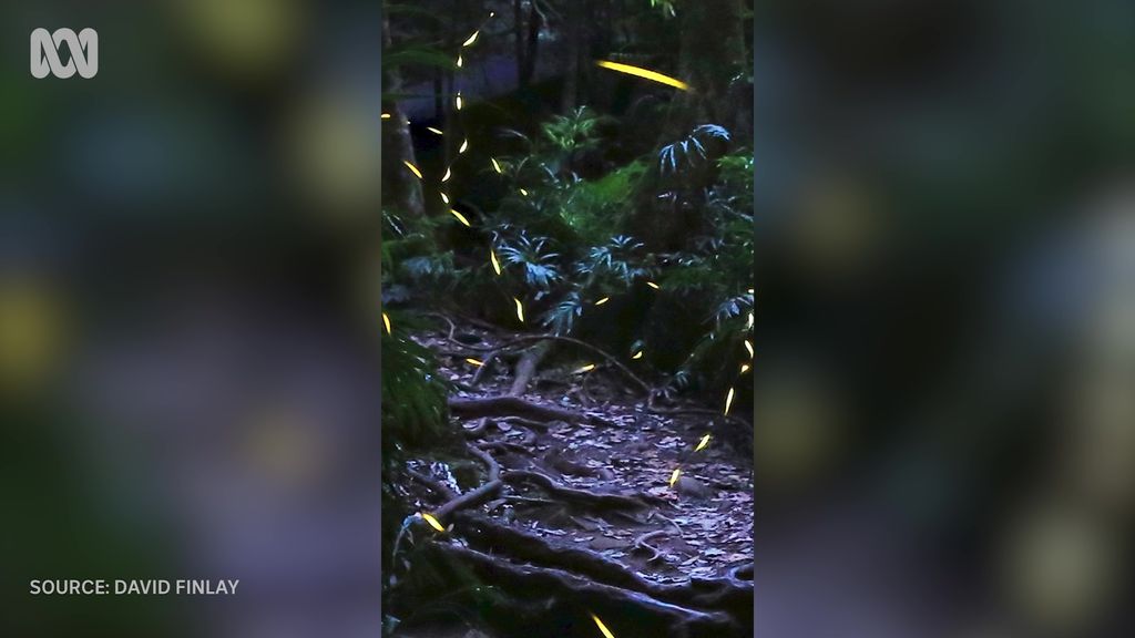 Citizen scientist David Finlay has filmed a firefly population, south ...