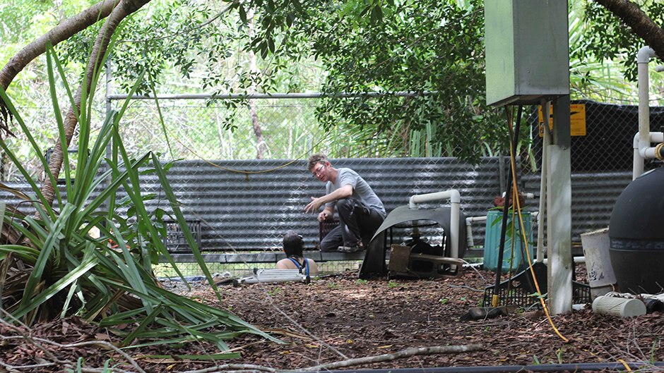 Old New Borrowed Blue with zoologist and crocodile specialist Adam ...