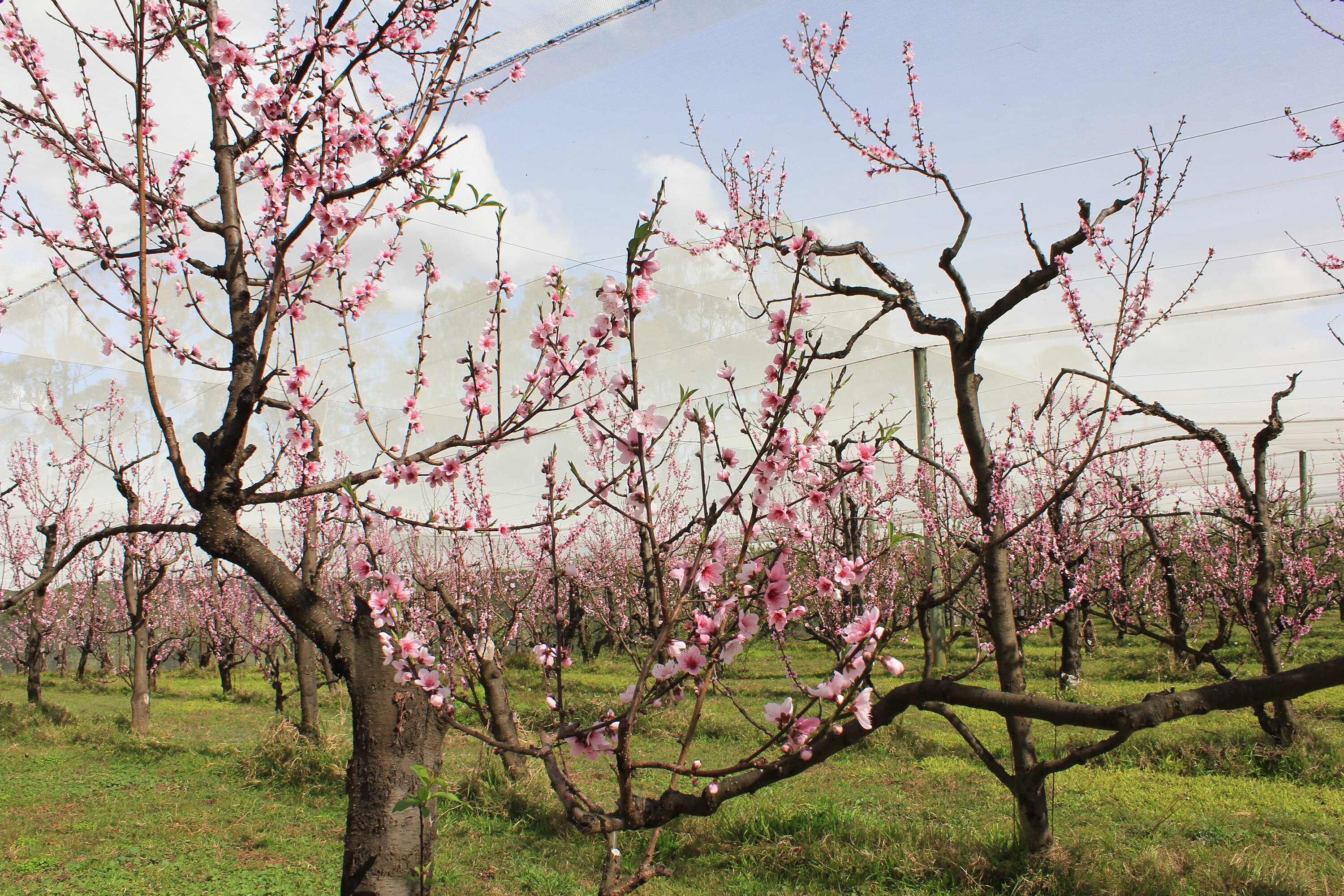 Bumper peach and nectarine crop expected for growers following ...