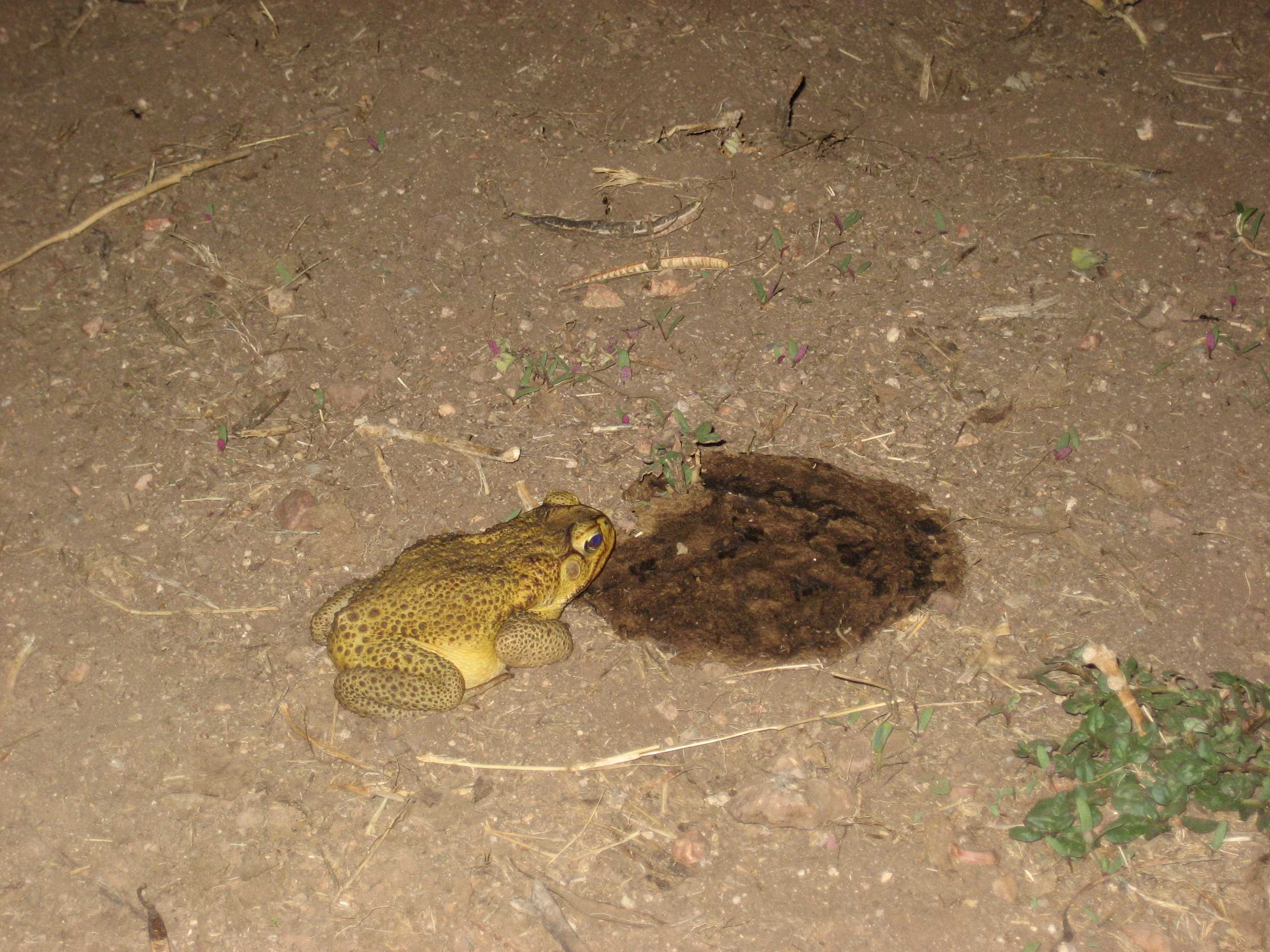 Cane toad threatens existence of valuable dung beetle in Australian ...