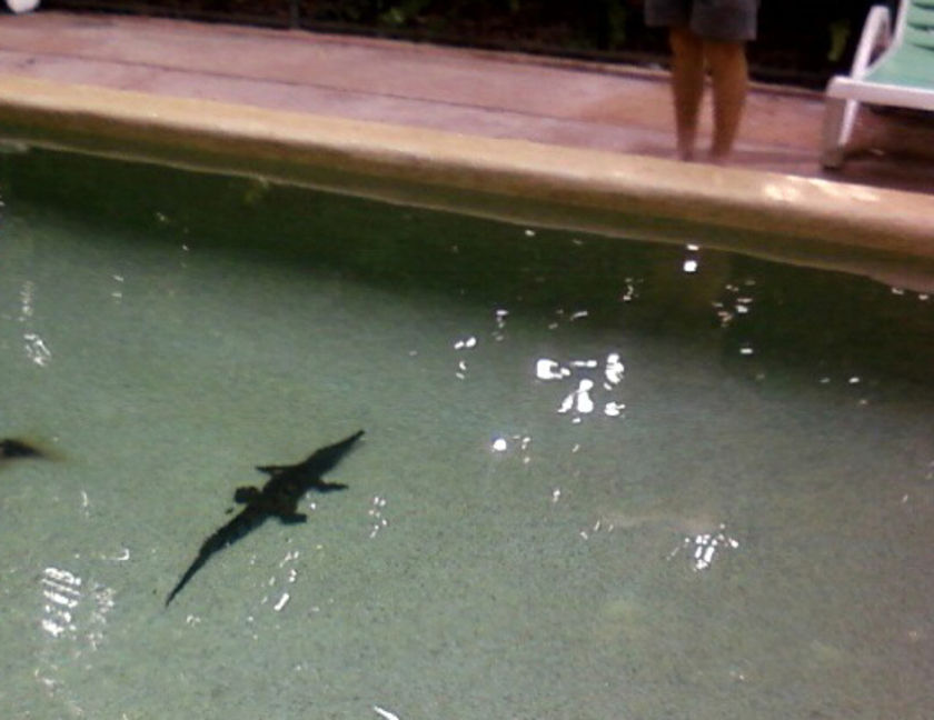 Water aerobics class halted by croc in pool - ABC News