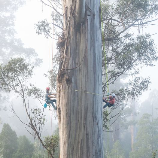 Why does size matter when it comes to saving trees? - ABC listen