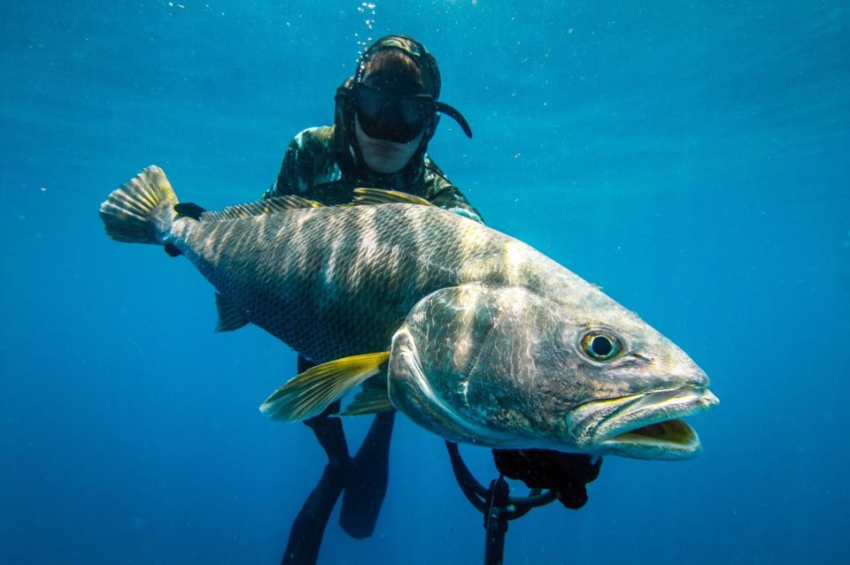 Jewfish Jamboree - ABC listen