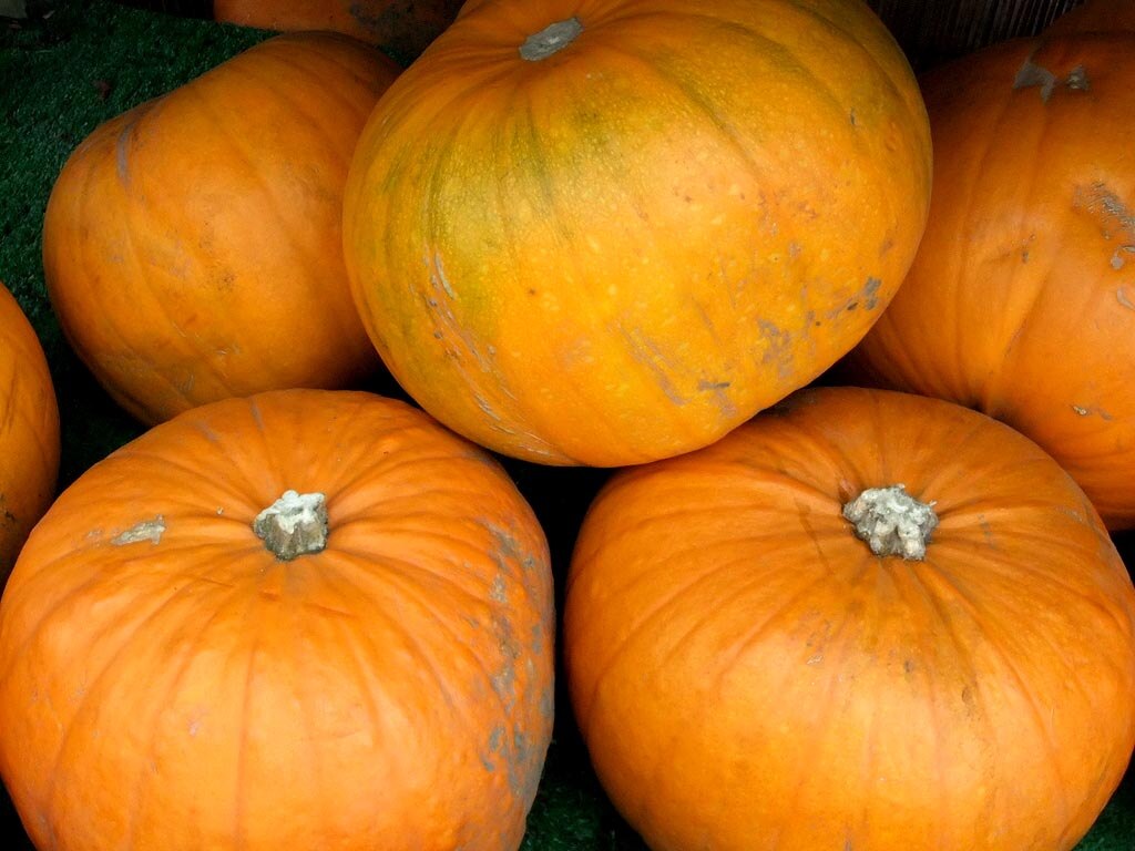 What To Do In The Garden: Time to harvest those pumpkins - ABC listen