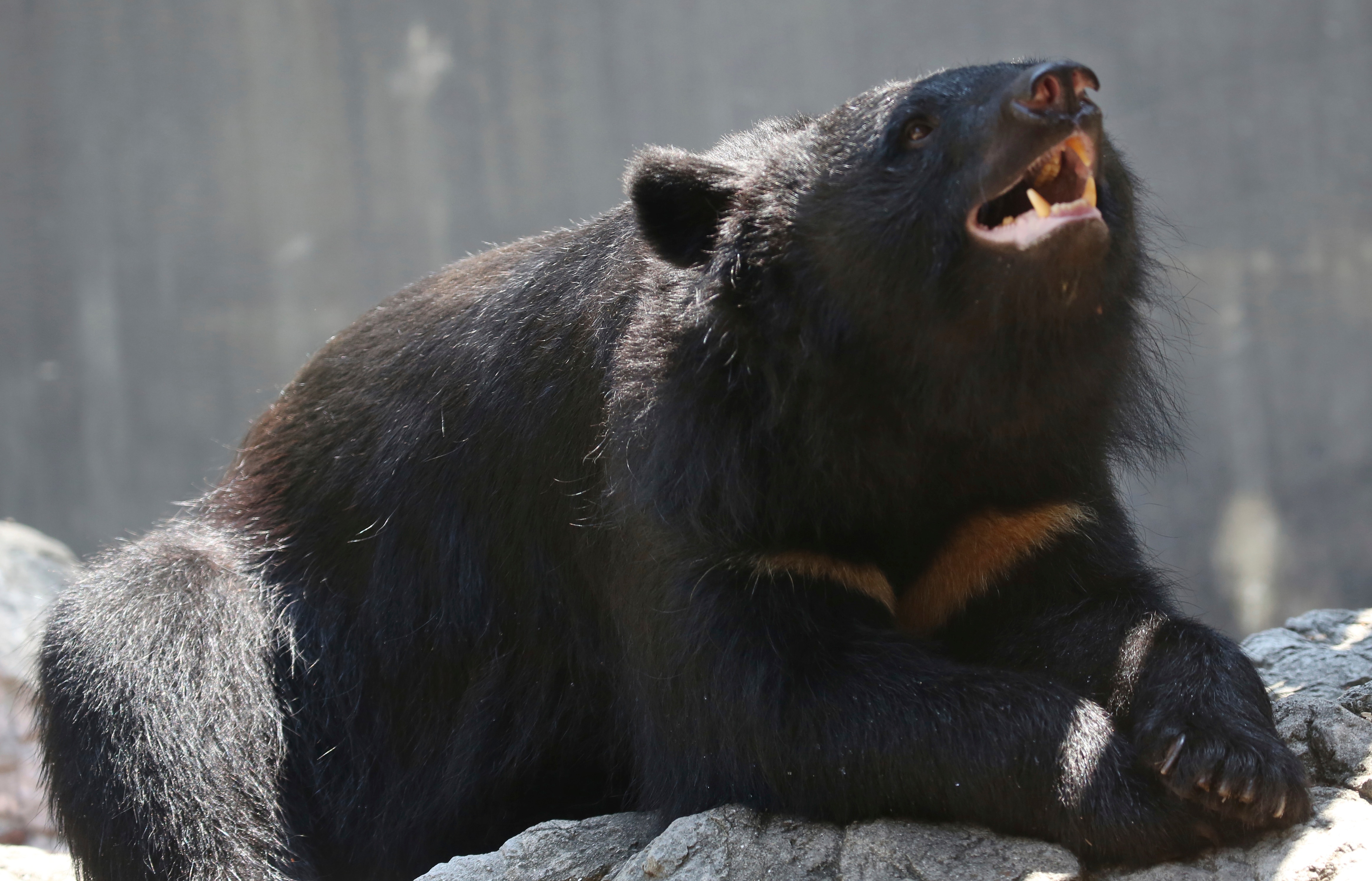 Japan's bear attacks are breaking records and spilling into big cities ...