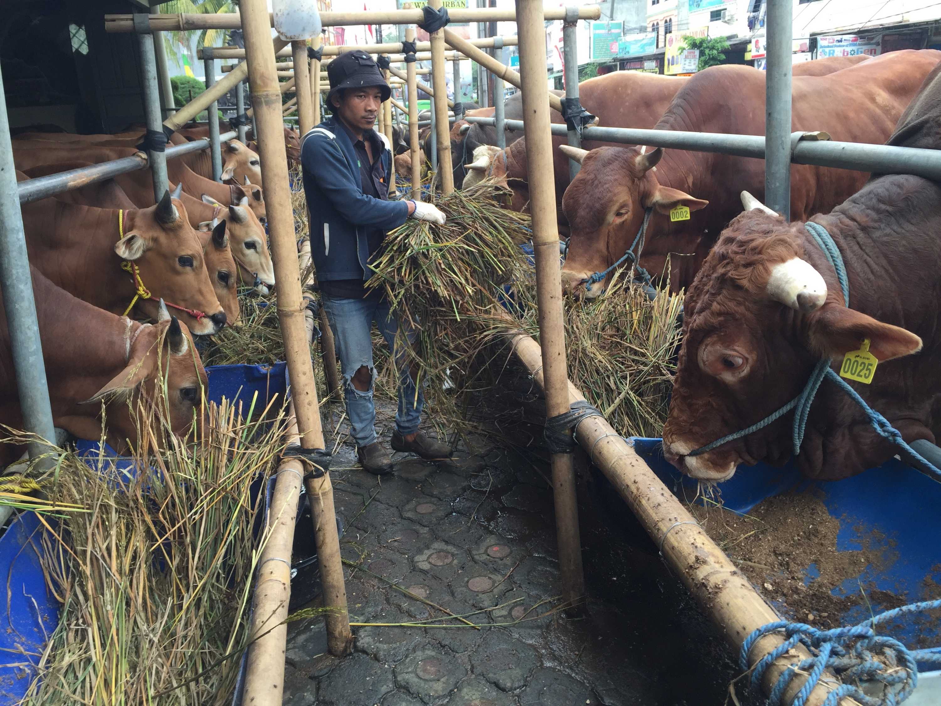 Qurban: Ancient Islamic tradition of animal sacrifice gets modern ...