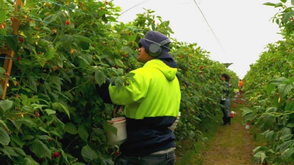 Ready to Work: Timor Leste's willing workforce - ABC News