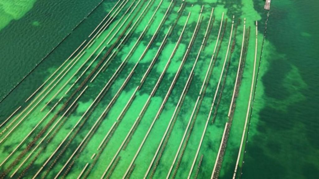 Wonder Wall: A new way of oyster farming - ABC News
