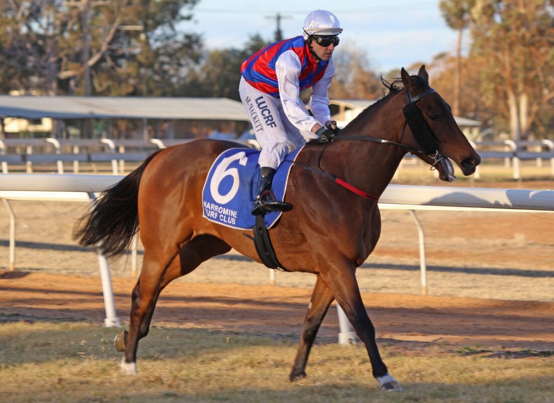 Country racing jockey Michael Hackett recovers from three-horse crash ...