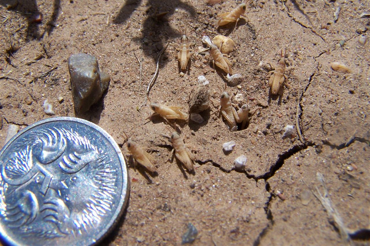 Farmers face long wait for locust pesticides - ABC News