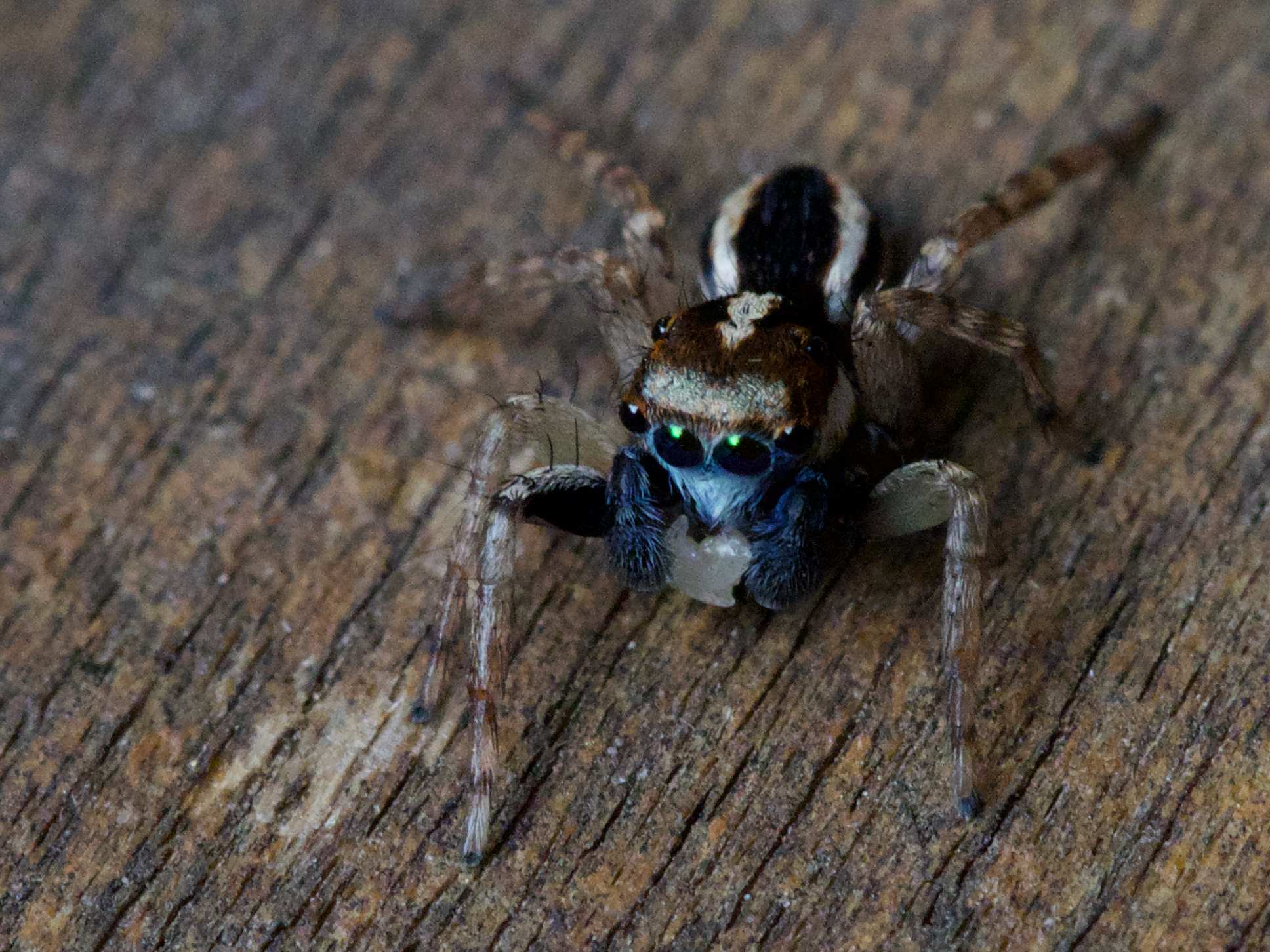 New jumping Jotus spider found in NSW backyard, mailed alive to ...