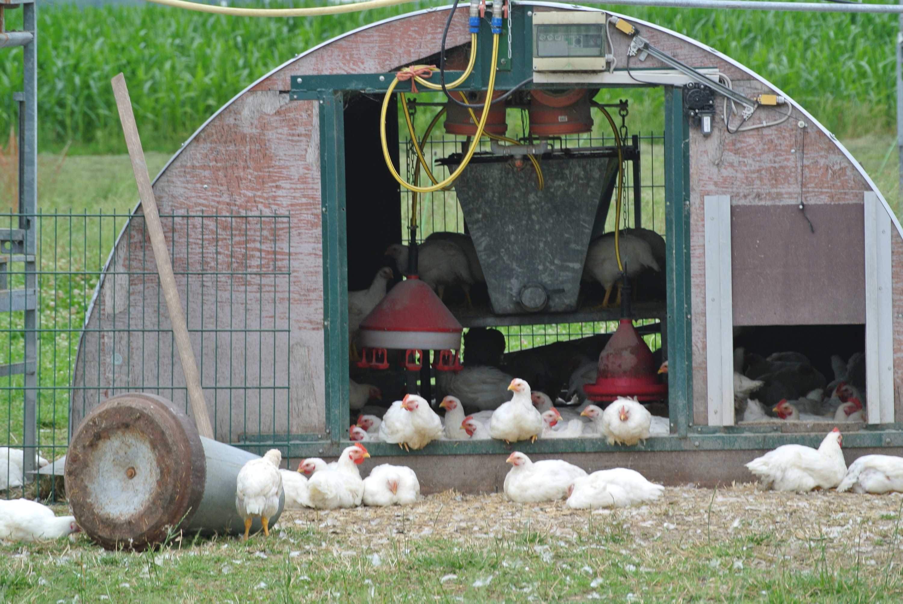 Germany's organic farm Stautenhof driving pastured egg production in ...