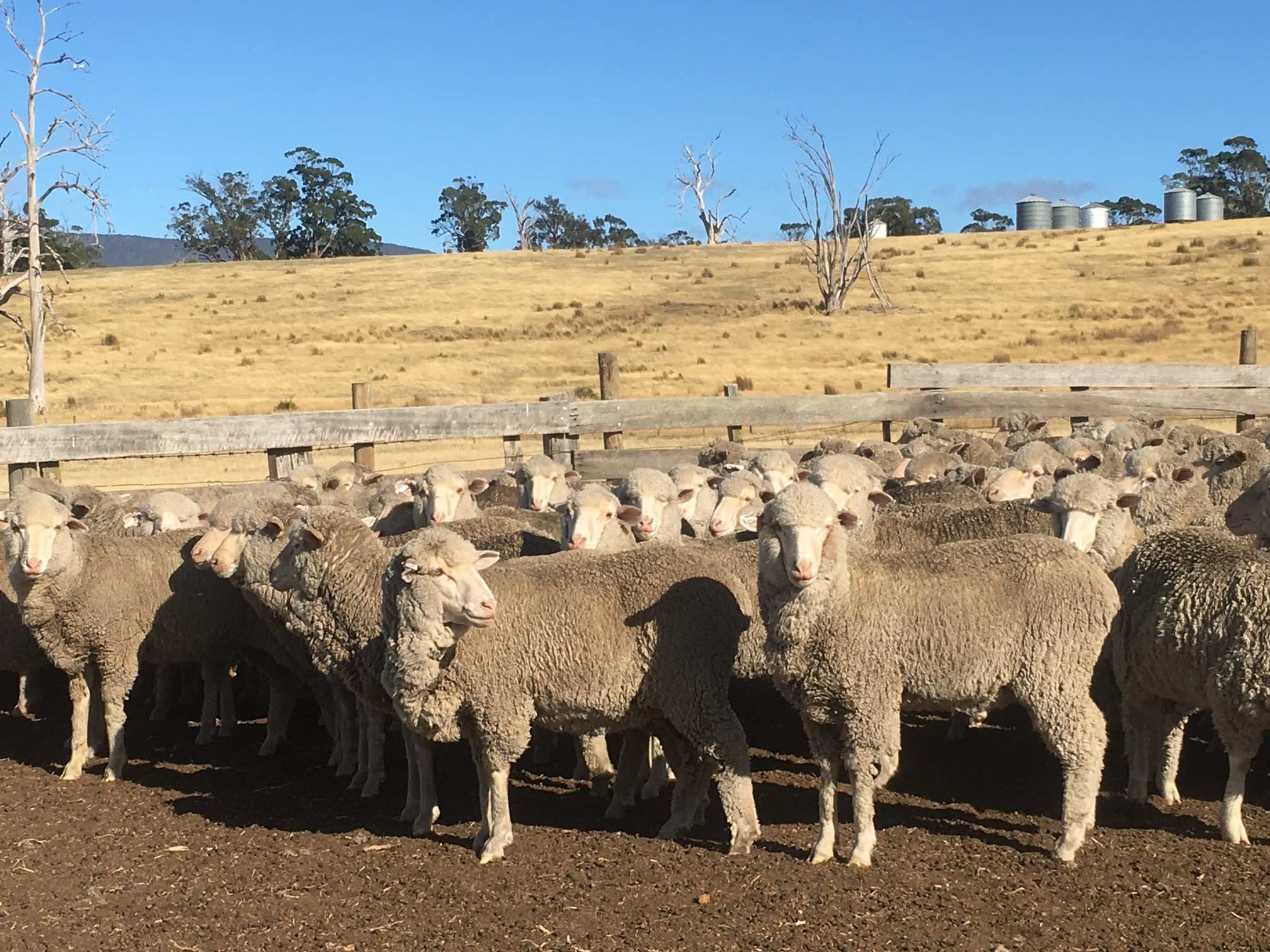 Interstate genetics helping to change shape of Tasmania sheep industry ...
