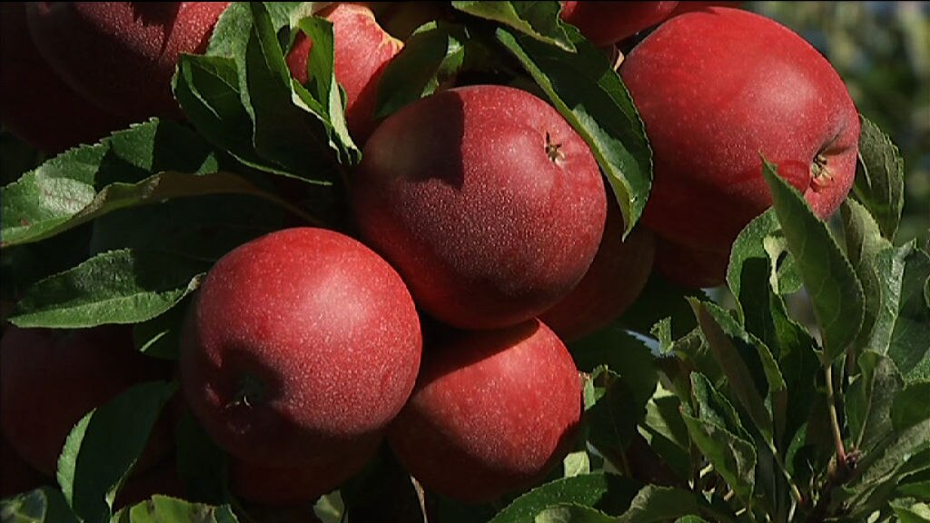 Huon Valley orchardist Howard Hansen - ABC News