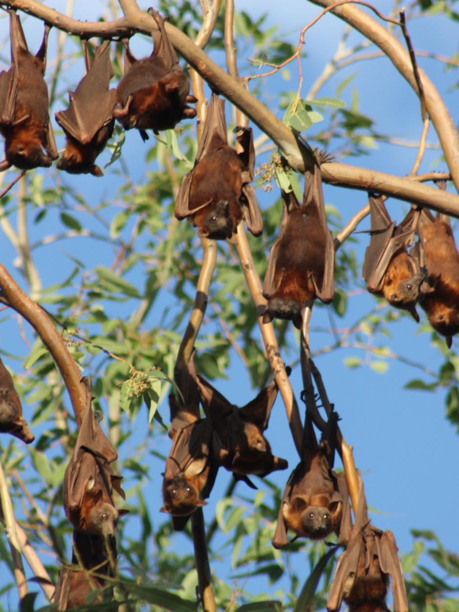 Backyard flying foxes distresses outback family - ABC News